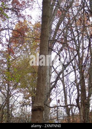 bitternut hickory (Carya cordiformis) Plantae Stock Photo - Alamy