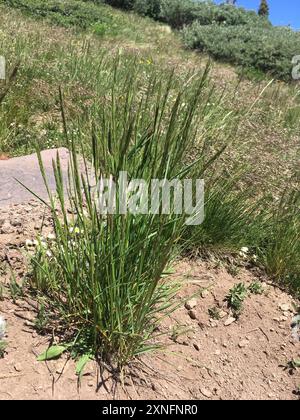 slender wheat grass (Elymus trachycaulus) Plantae Stock Photo - Alamy