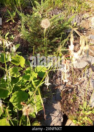 Nottingham Catchfly (Silene nutans) Plantae Stock Photo - Alamy
