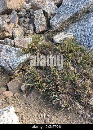 grasses, sedges, cattails, and allies (Poales) Plantae Stock Photo - Alamy