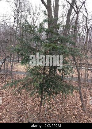 yew family (Taxaceae) Plantae Stock Photo - Alamy