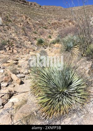 Wheeler sotol (Dasylirion wheeleri) Plantae Stock Photo - Alamy