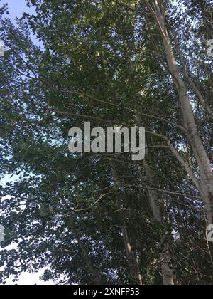 white poplar (Populus alba) Plantae Stock Photo - Alamy