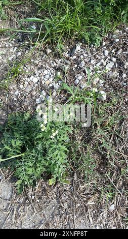 Santa Maria feverfew (Parthenium hysterophorus) Plantae Stock Photo - Alamy