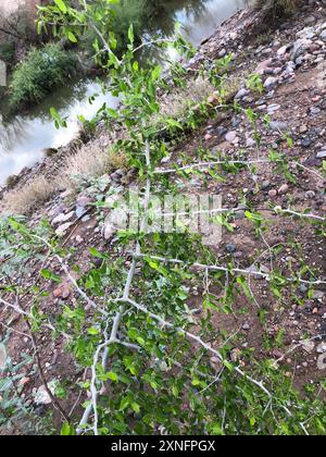 spiny hackberry (Celtis pallida) Plantae Stock Photo - Alamy