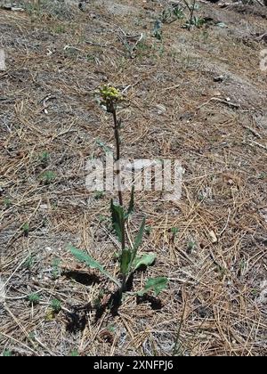 rayless ragwort (Senecio aronicoides) Plantae Stock Photo - Alamy