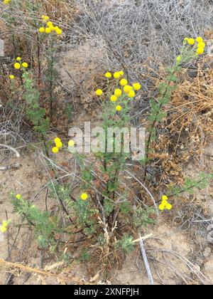 stinknet (Oncosiphon pilulifer) Plantae Stock Photo - Alamy