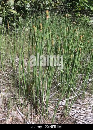 smooth horsetail (Equisetum laevigatum) Plantae Stock Photo - Alamy