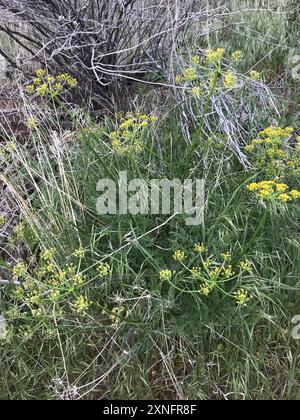 Fernleaf Biscuitroot (Lomatium dissectum) Plantae Stock Photo - Alamy