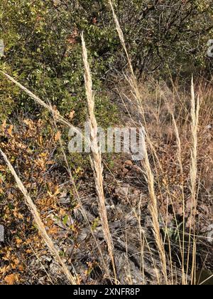 Bull Grass (Muhlenbergia emersleyi) Plantae Stock Photo - Alamy