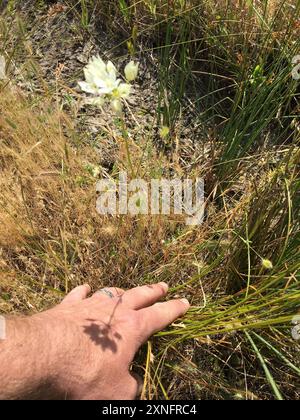 white brodiaea (Triteleia hyacinthina) Plantae Stock Photo - Alamy