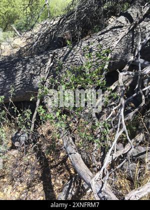 Texas mulberry (Morus microphylla) Plantae Stock Photo - Alamy