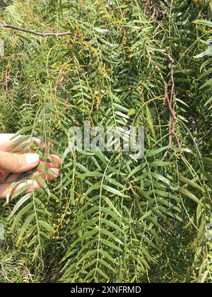Peruvian Pepper Tree (Schinus molle) Plantae Stock Photo - Alamy