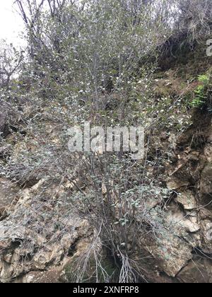 buckthorn family (Rhamnaceae) Plantae Stock Photo - Alamy