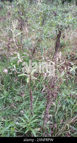Bacterial Speck (Pseudomonas syringae Stock Photo - Alamy