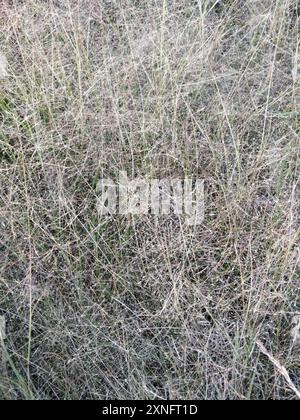 scratch grass (Muhlenbergia asperifolia) Plantae Stock Photo - Alamy