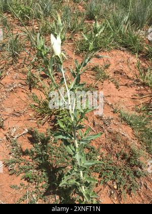 Blazingstars (Mentzelia) Plantae Stock Photo - Alamy