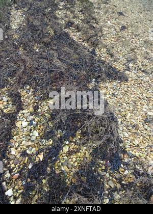 Herbaceous Seepweed (Suaeda maritima) Plantae Stock Photo - Alamy
