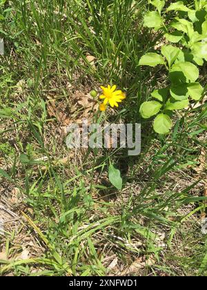 Prairie Groundsel (Packera plattensis) Plantae Stock Photo - Alamy