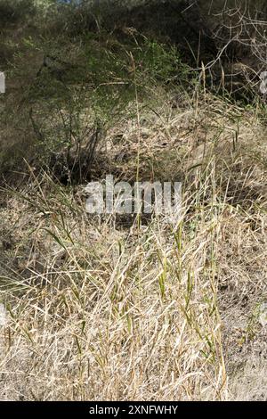 giant wild rye (Leymus condensatus) Plantae Stock Photo - Alamy