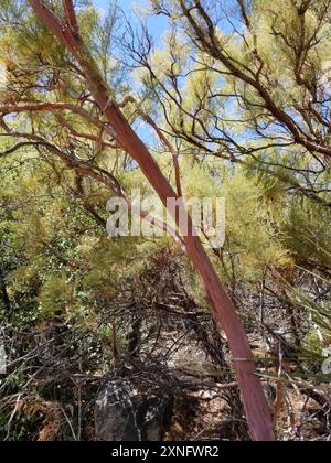 Redshanks (Adenostoma sparsifolium) Plantae Stock Photo - Alamy
