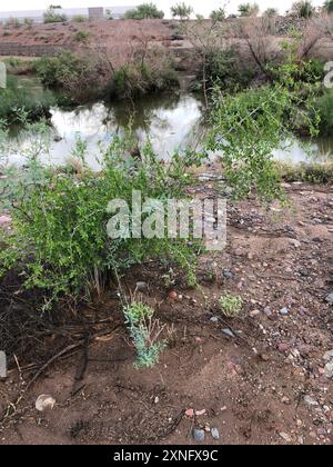 spiny hackberry (Celtis pallida) Plantae Stock Photo - Alamy