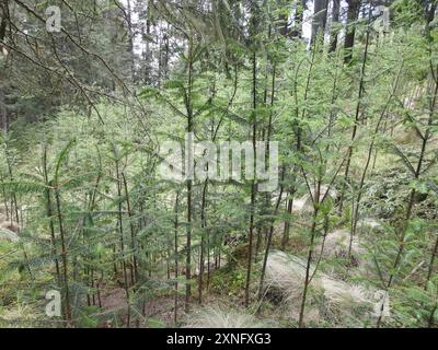 sacred fir (Abies religiosa) Plantae Stock Photo - Alamy