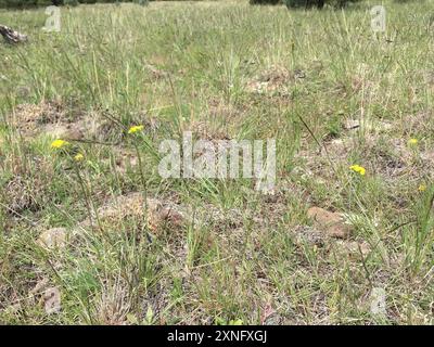 Alpine False Springparsley (Cymopterus lemmonii) Plantae Stock Photo ...
