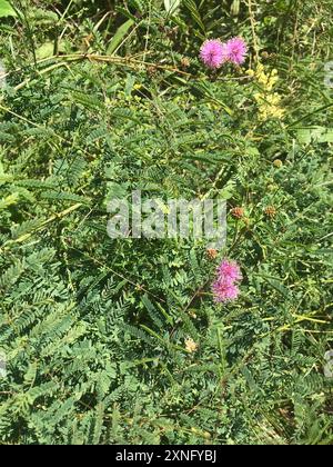 littleleaf sensitive-briar (Mimosa microphylla) Plantae Stock Photo - Alamy