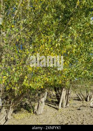 lanceleaf cottonwood (Populus × acuminata) Plantae Stock Photo - Alamy