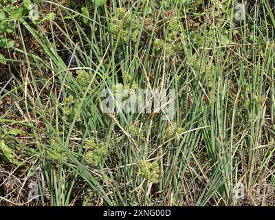Javanese Flatsedge (Cyperus javanicus) Plantae Stock Photo - Alamy