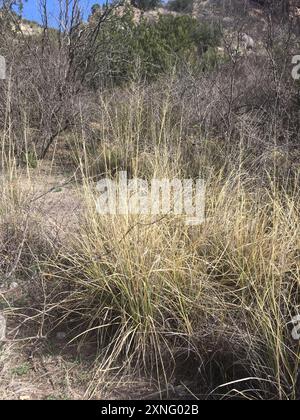 big sacaton (Sporobolus wrightii) Plantae Stock Photo - Alamy
