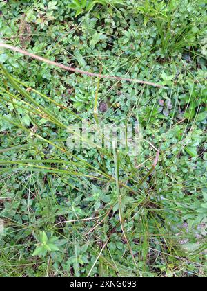 woolgrass (Scirpus cyperinus) Plantae Stock Photo - Alamy