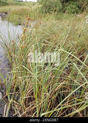 Swamp Sawgrass (Cladium mariscus) Plantae Stock Photo - Alamy