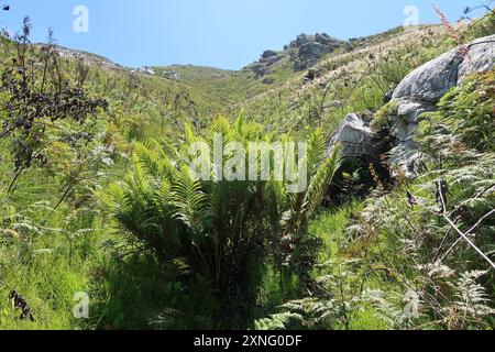 king fern (Todea barbara) Plantae Stock Photo - Alamy