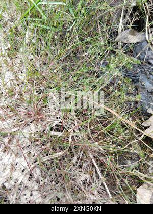 Bulbous Rush (Juncus bulbosus) Plantae Stock Photo - Alamy
