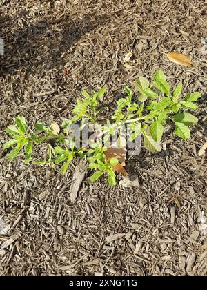 purple amaranth (Amaranthus blitum) Plantae Stock Photo - Alamy