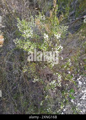 Stunning Heath (Erica formosa) Plantae Stock Photo - Alamy