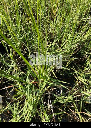 Torpedo grass (Panicum repens), Plantae, Florida, US Stock Photo - Alamy