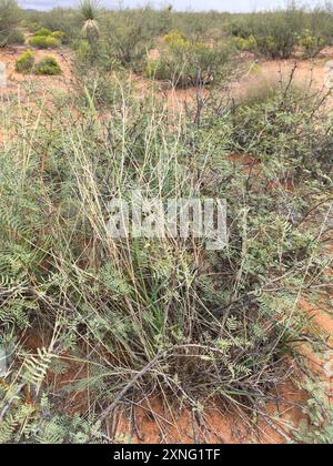plains bristlegrass (Setaria leucopila) Plantae Stock Photo - Alamy