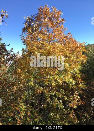 Chisos Red Oak Quercus gravesii Big Bend National Park Texas United ...
