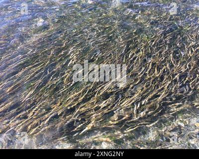 Turtle Grass (Thalassia testudinum) Plantae Stock Photo - Alamy