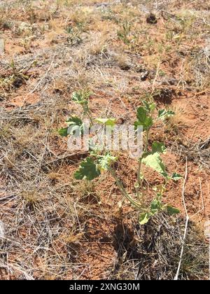 gray globemallow (Sphaeralcea incana) Plantae Stock Photo - Alamy