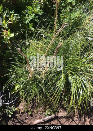 common beargrass (Xerophyllum tenax) Plantae Stock Photo - Alamy