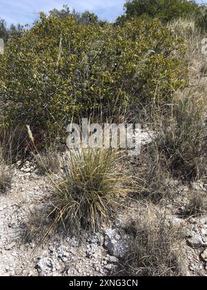Bull Grass (Muhlenbergia emersleyi Stock Photo - Alamy