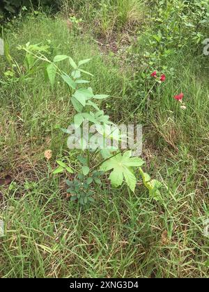 Phasey Bean (Macroptilium lathyroides) Plantae Stock Photo - Alamy