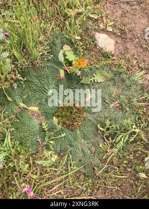 Bear's-foot (Arctopus echinatus Stock Photo - Alamy