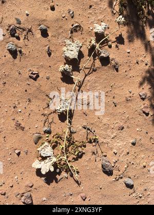 melon loco (Apodanthera undulata) Plantae Stock Photo - Alamy