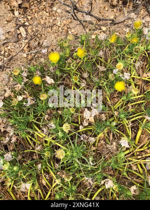 Pig's-root (Conicosia pugioniformis) Plantae Stock Photo - Alamy