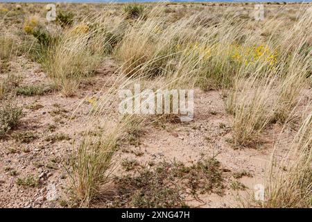 Spike Dropseed (Sporobolus contractus) Plantae Stock Photo - Alamy
